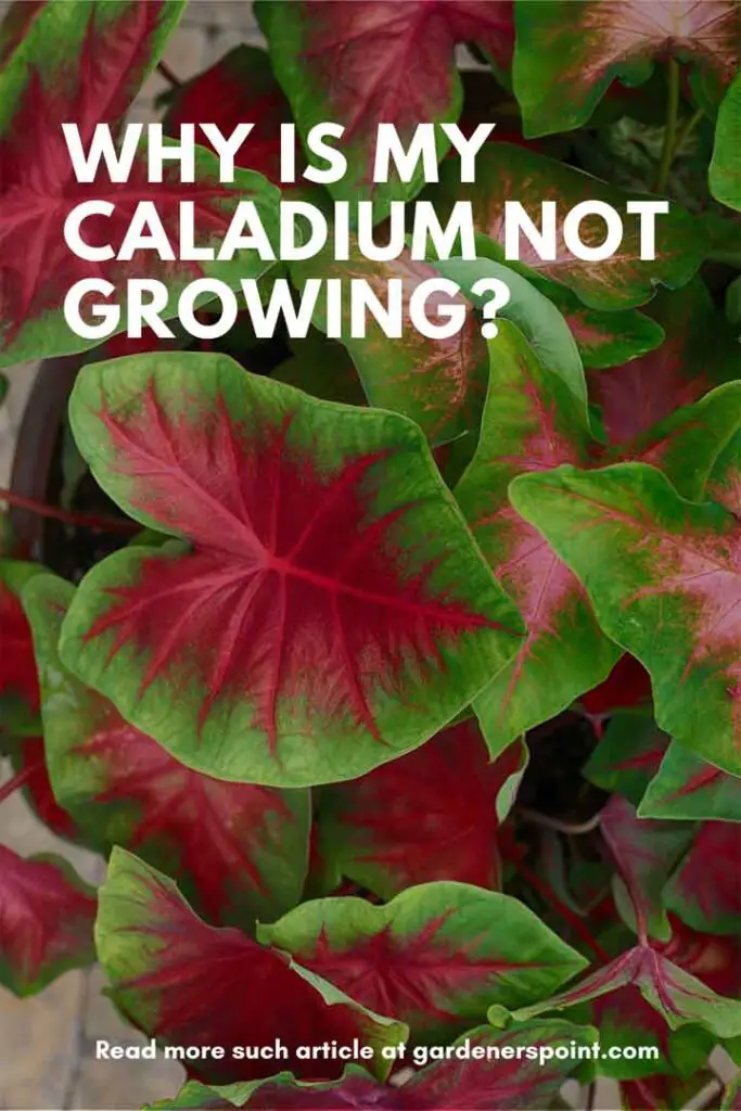 Why Is My Caladium Not Growing? (7 Different Causes and Solutions ...