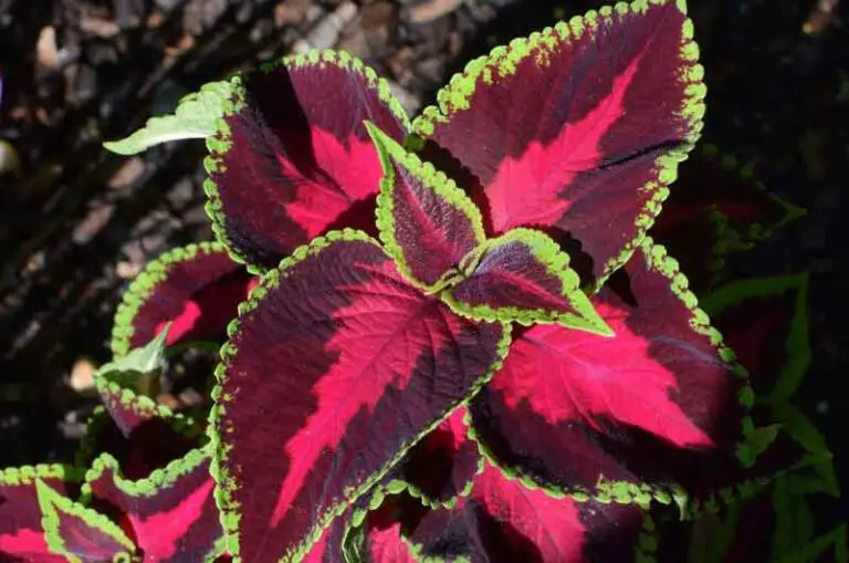 Why is My Coleus Losing its Color? (Solutions Explained) – Gardener's point