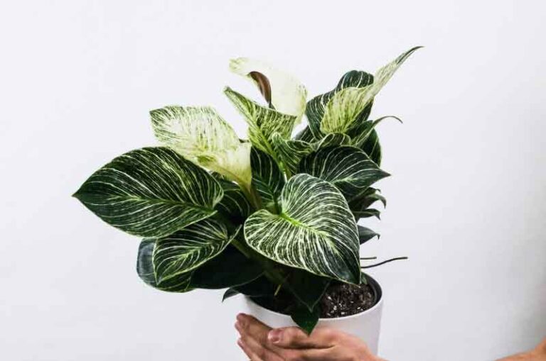 Growing Philodendrons on Moss pole- Everything you need to know ...
