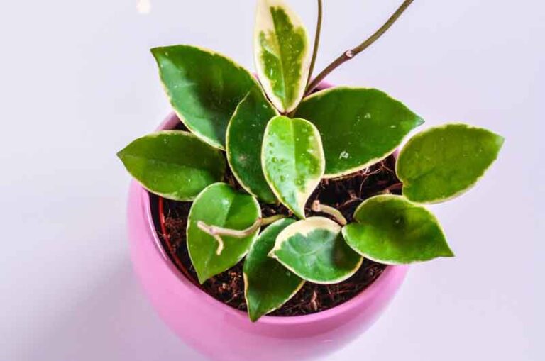 How To Make Hoya Grow Faster? (Easy fixes) – Gardener's point
